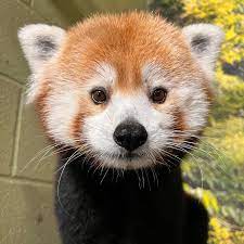Red Panda